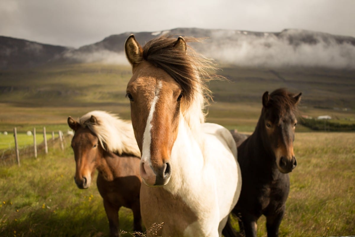 What Degrees Do You Need To Become A Veterinary Surgeon StrategyDriven